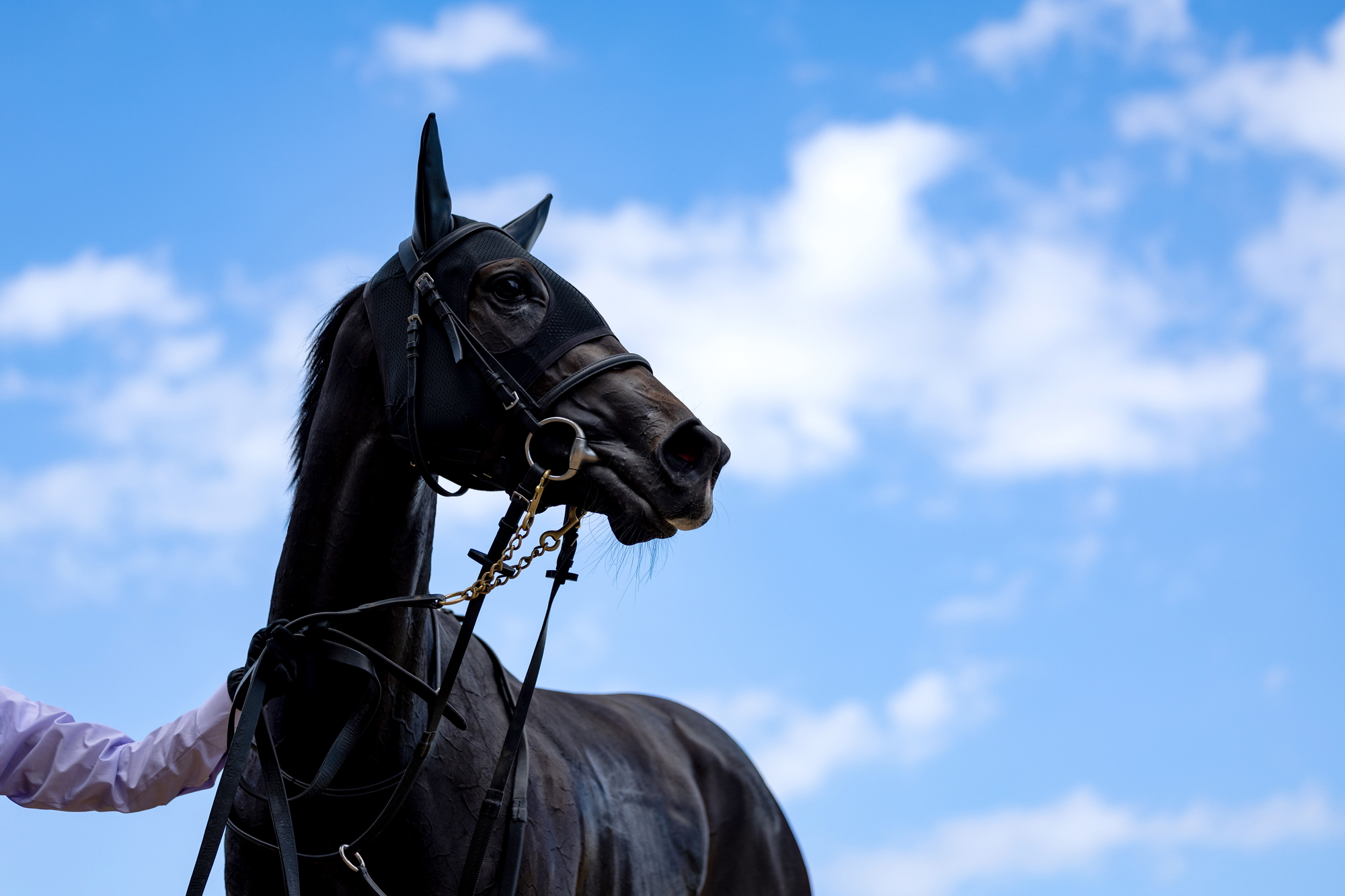 netkeiba on Twitter: "札幌5R 2歳新馬 芝1800 #ステレンボッシュ #横山武史 父エピファネイア 母ブルークランズ 3代母ウインドインハーヘア 札幌9R HBC賞 ...