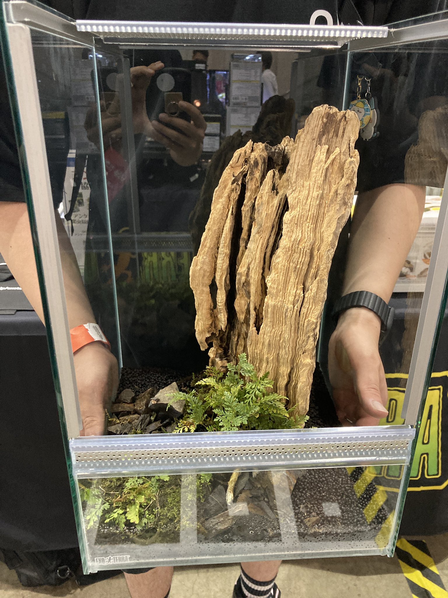 【公式】ジェックス GEX ExoTerra on Twitter: "レイアウト教室の残り3組です！ テラリウムソイルを使ったレイアウトでした。 苔を枯らさないように、スプレーで水分と湿度 ...