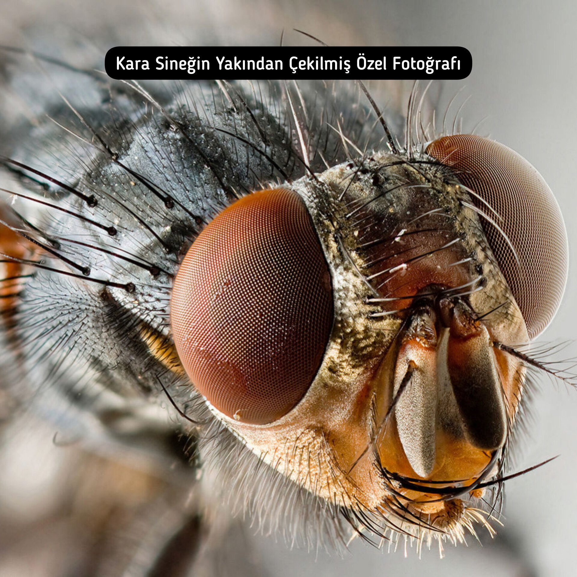 Hava Forum on Twitter: "İstanbul'da havaların ısınmasıyla ısıran kara sineklerin sayısında artış ...