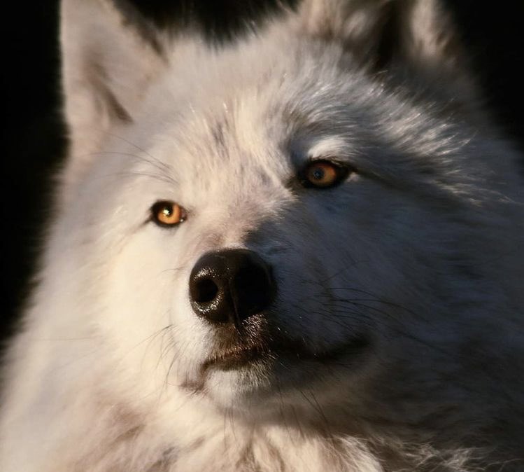 WOLF LOVERS on Twitter: "If you love wolf comment YES #wolf #wolves #wolfwood https://t.co ...