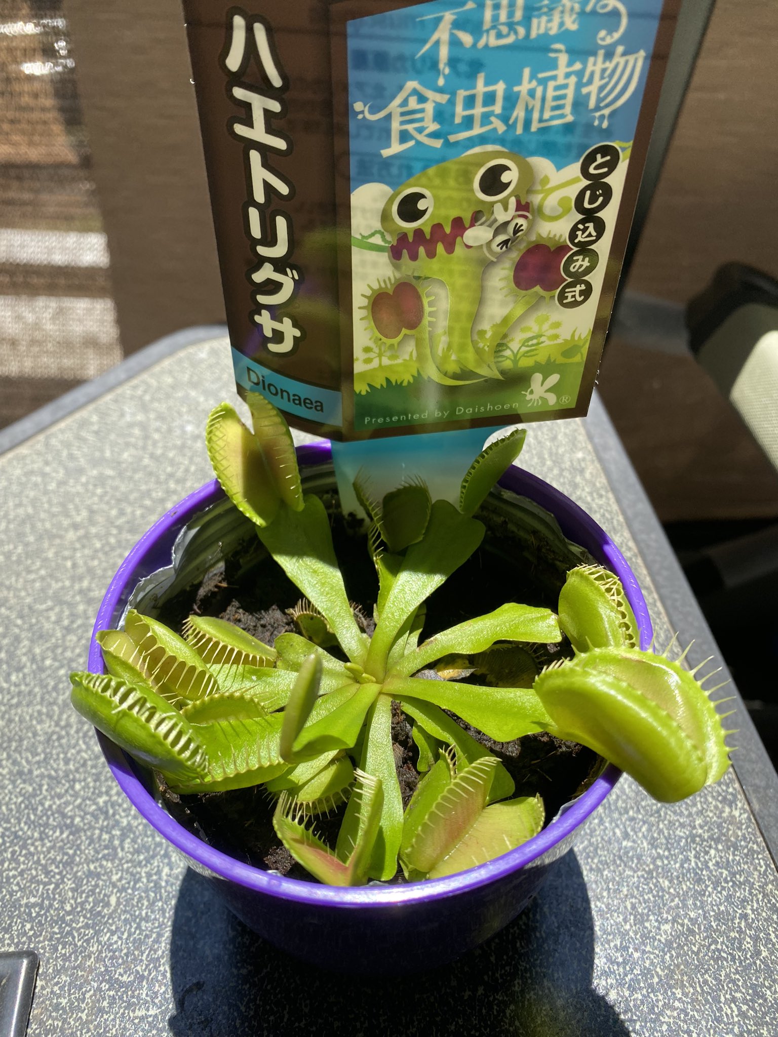 キフィ@DQWゆるふわ勢甘党 on Twitter: "育てるの私だから買い渋ってたのですがついに買わされてしまいました。 娘の今年のお誕生日プレゼントはこれが良いそうです。。。 https ...