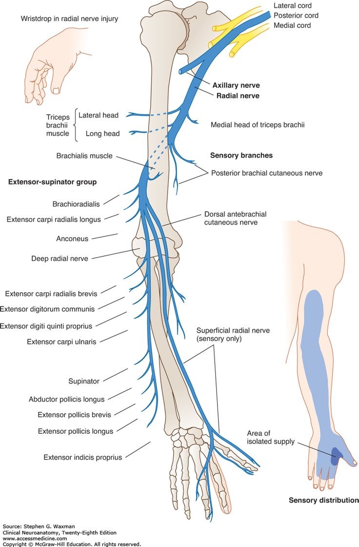Radial Nerve Branches