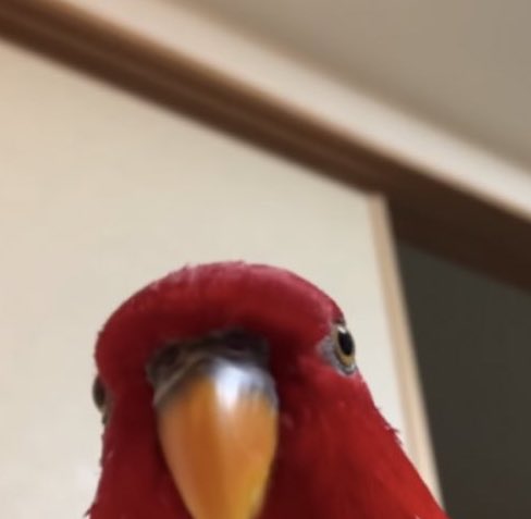 Hideaki Utsumi on Twitter: "Even if the blue bird is gone, the world will be fine because the ...