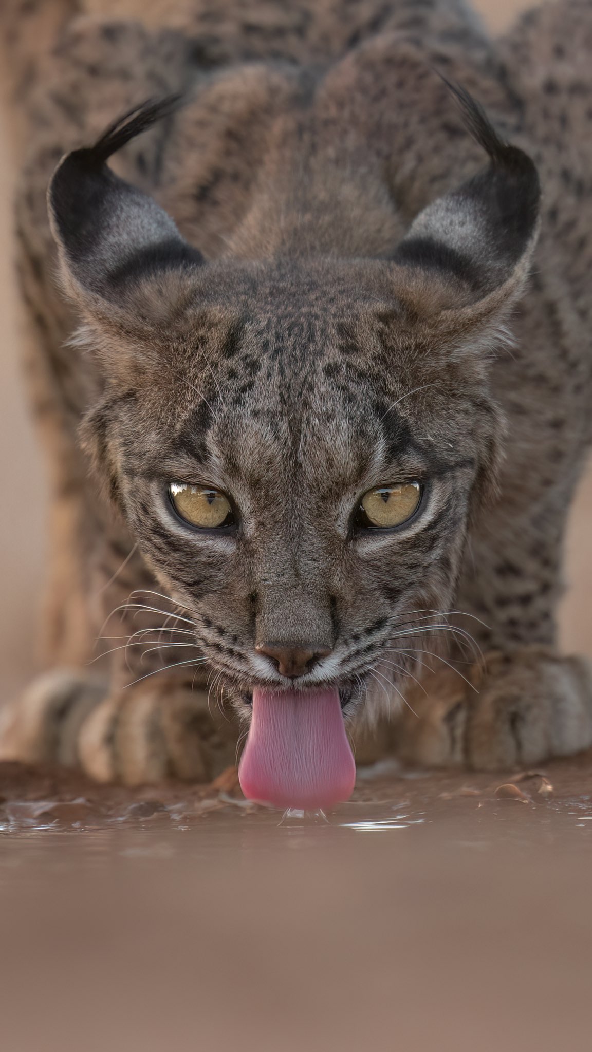 RoxyTheZoologist on Twitter: "Cropped or wide? Wild Iberian Lynx photographed from a hide in ...