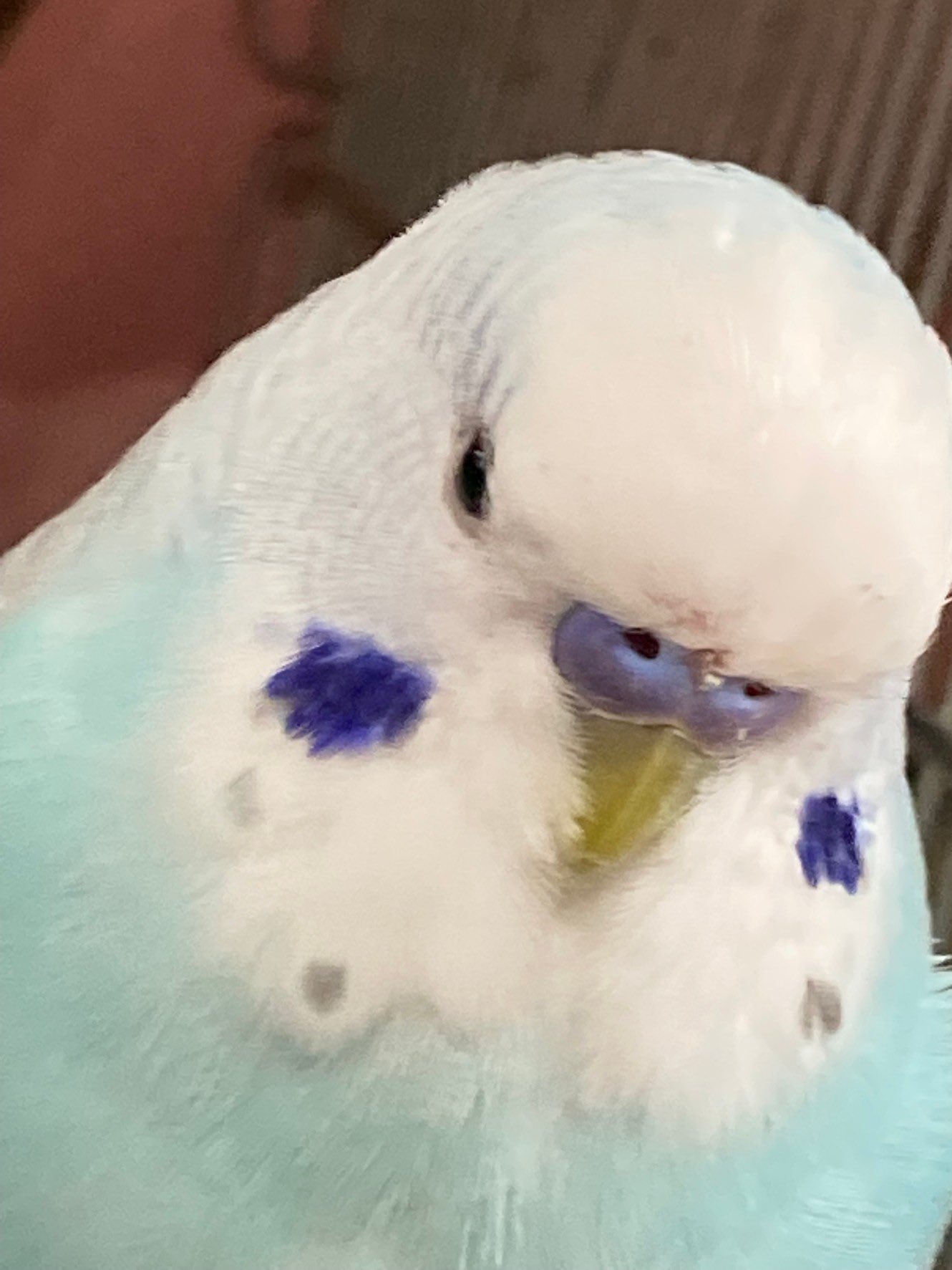 エイリゾ@C102/1日目（8月12日土曜）東2ﾎｰﾙS-07a on Twitter: "#日刊剛毛 https://t.co/MaXt2CPZwH" / Twitter