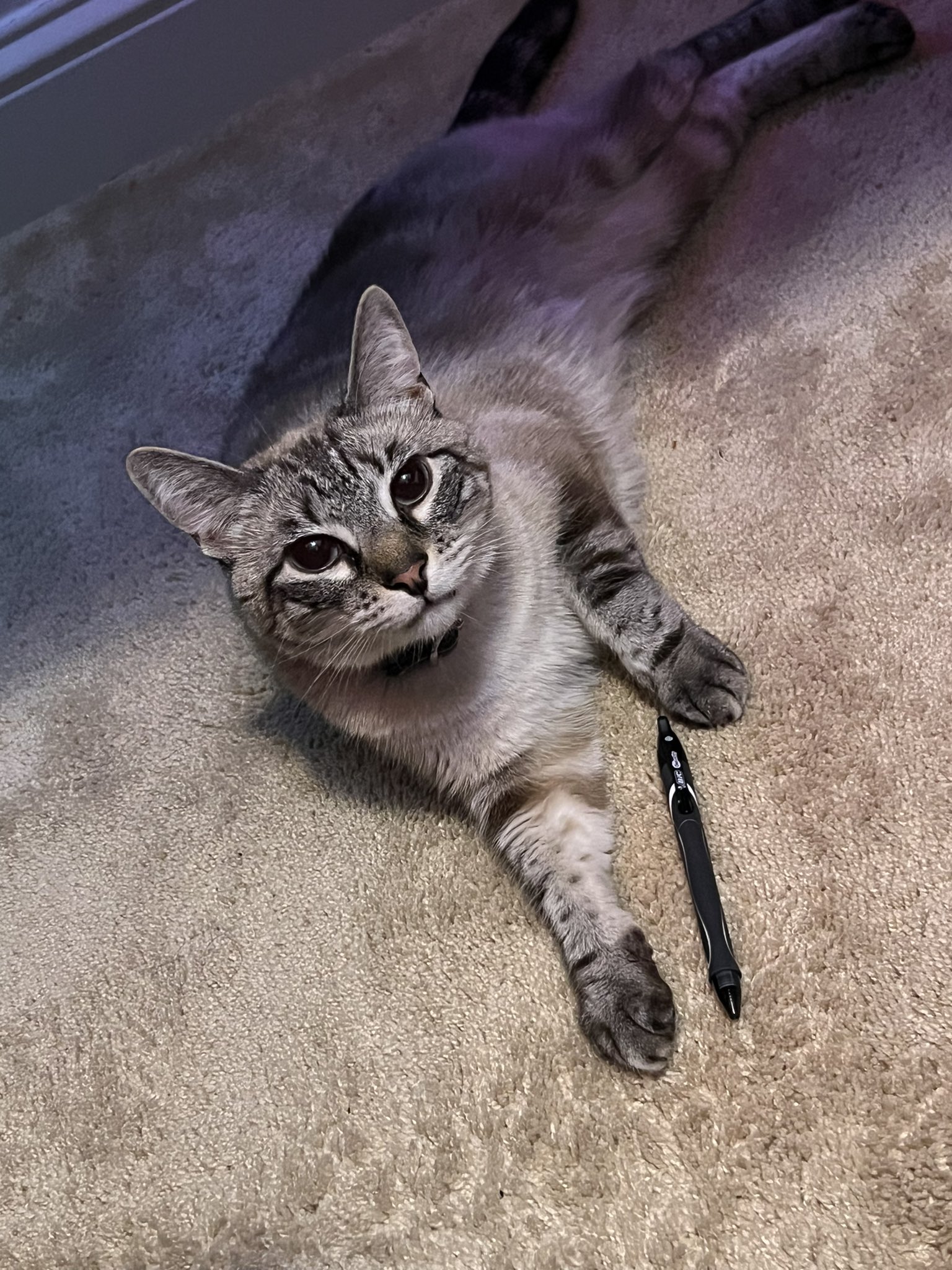 Im So Excited Cat