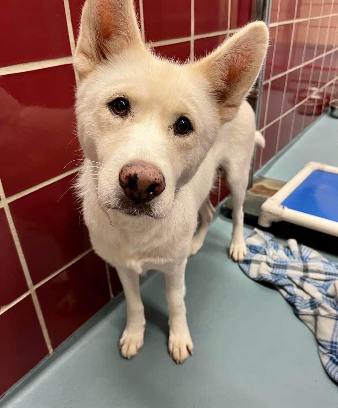 German Shepherd Husky Mix Puppies White