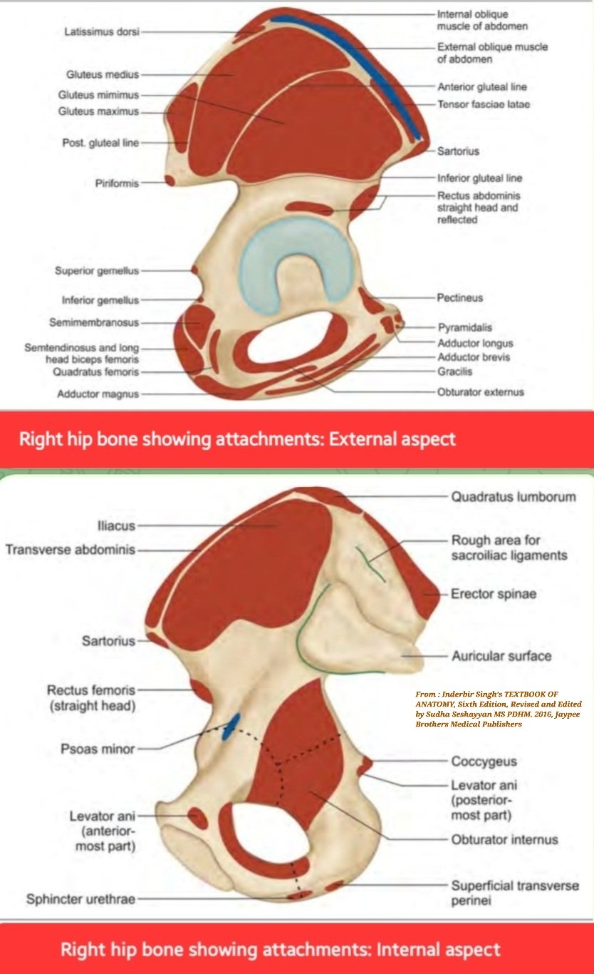 Hip Bone Muscle Attachments