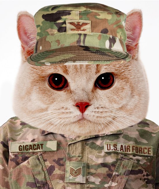 Cat In Army Uniform