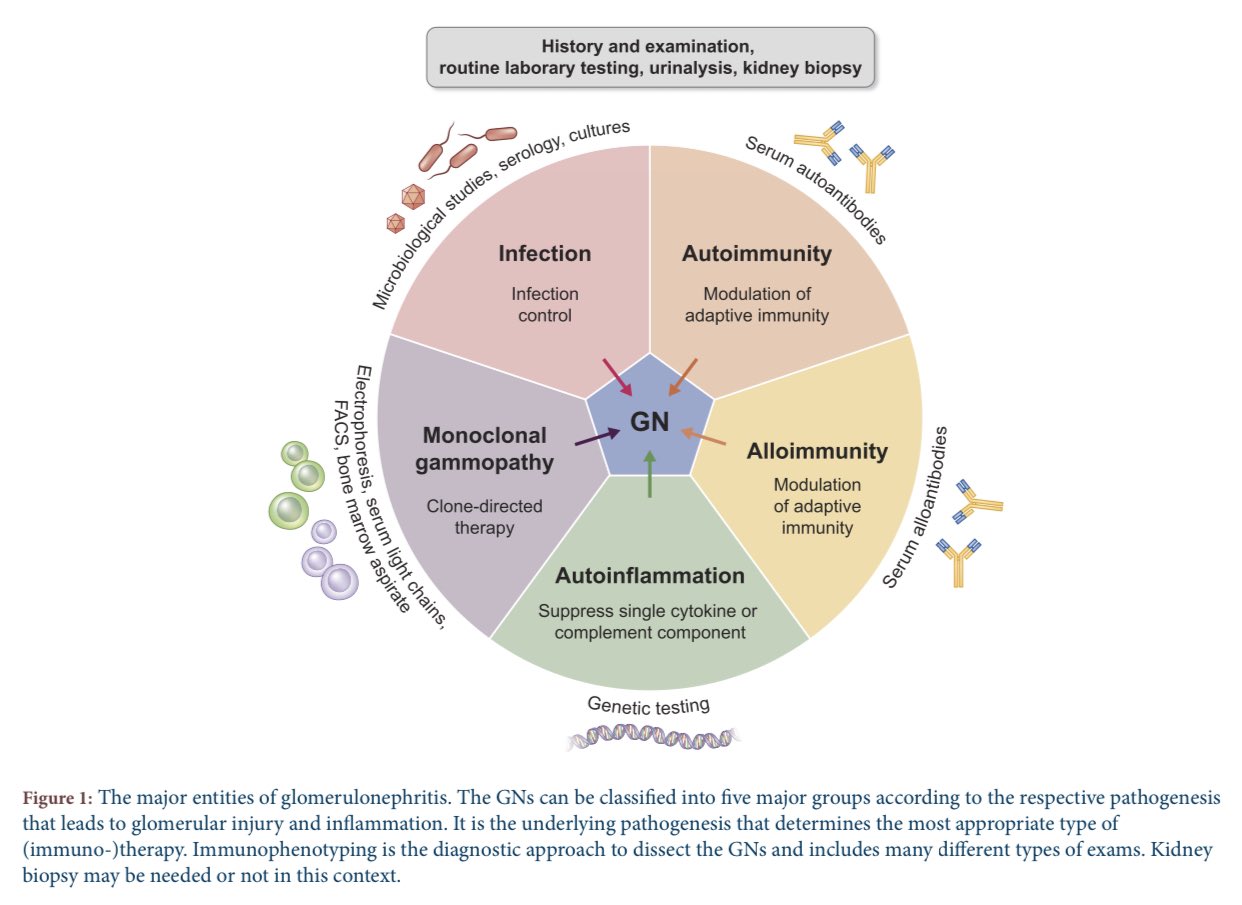 Glomerulonephritis Types