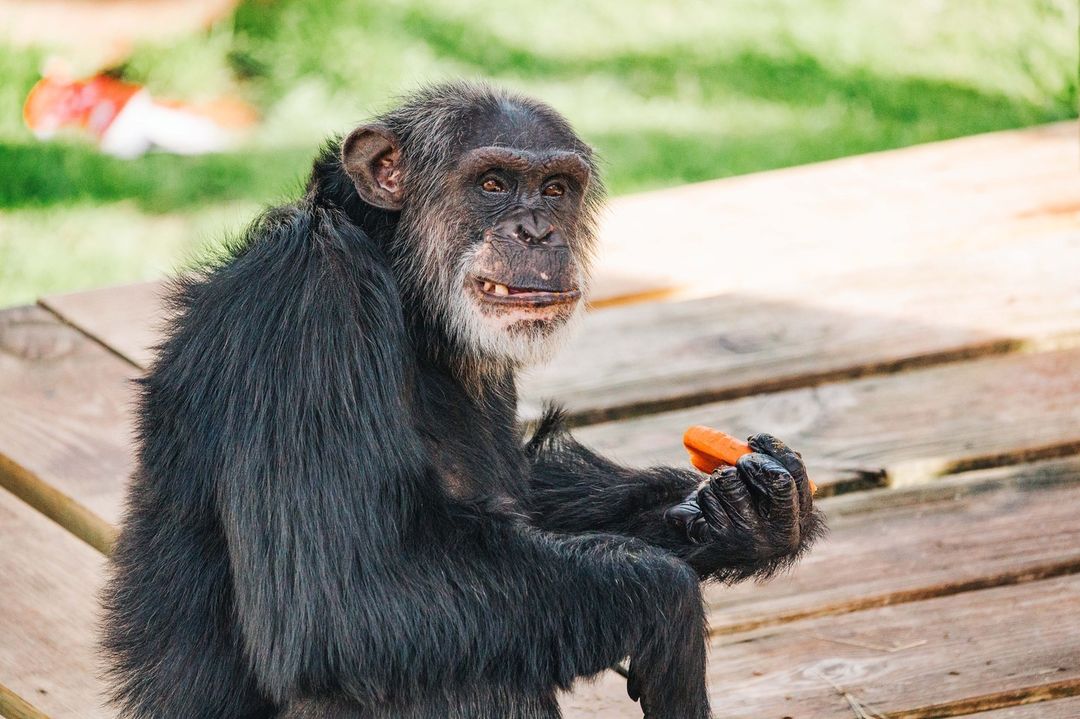 Worlds Largest Chimpanzee