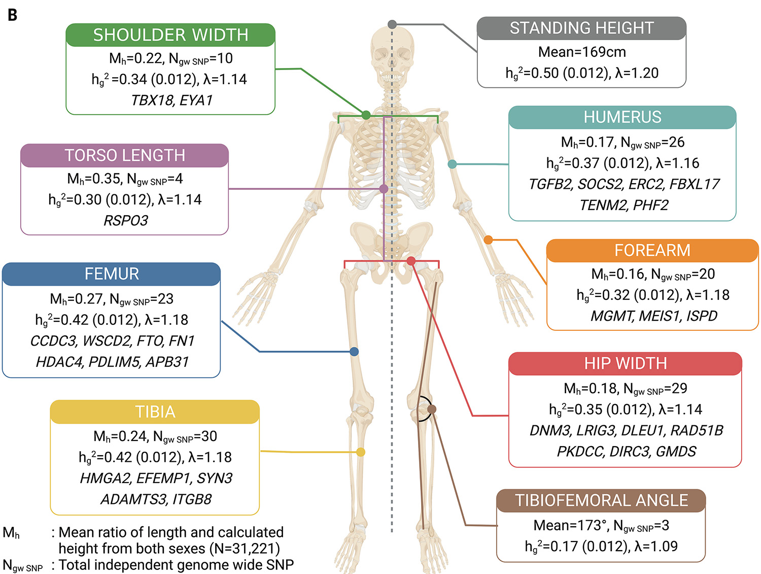 Evolution Of The Skeletal System