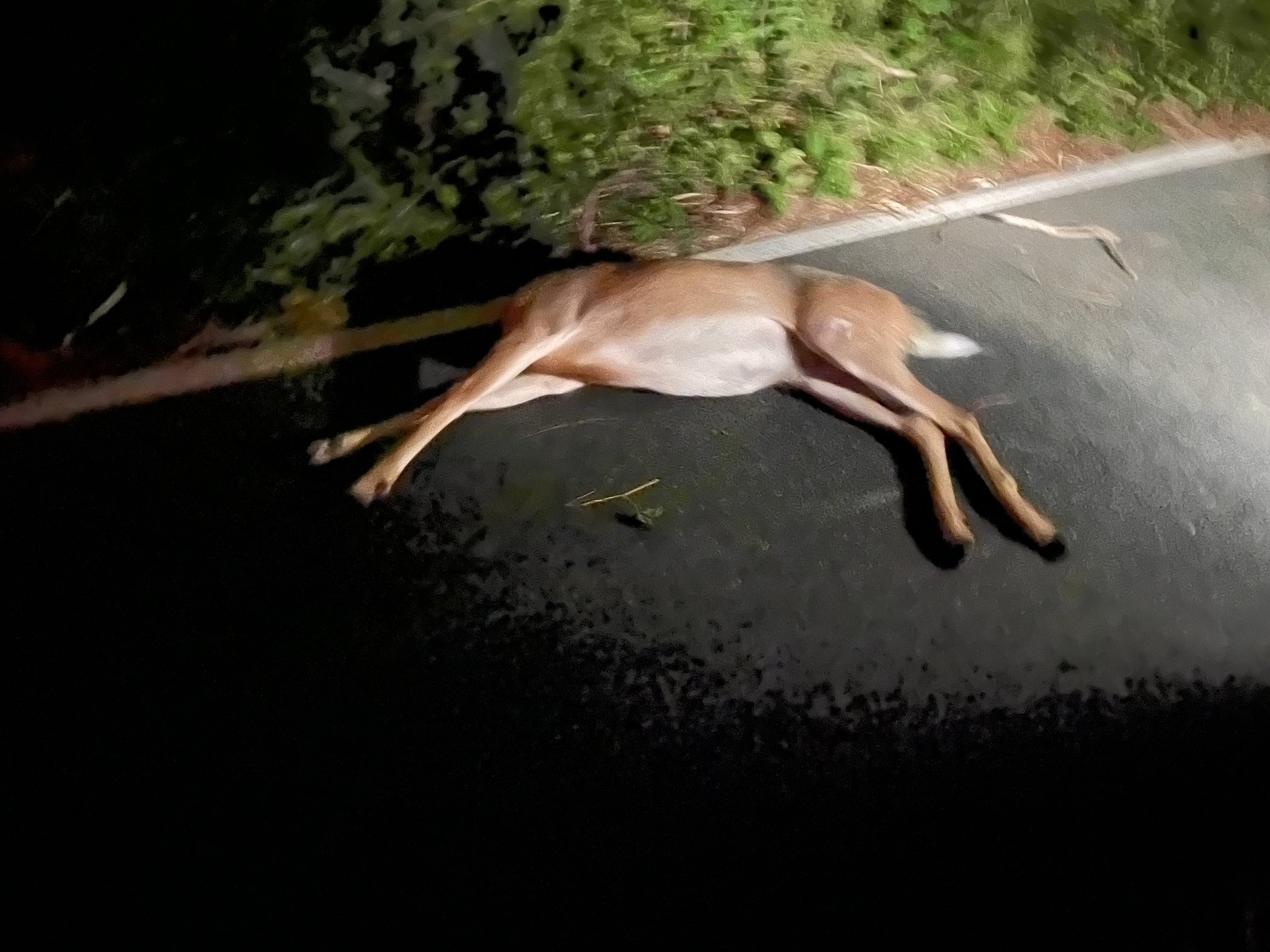 Dead Deer On The Road
