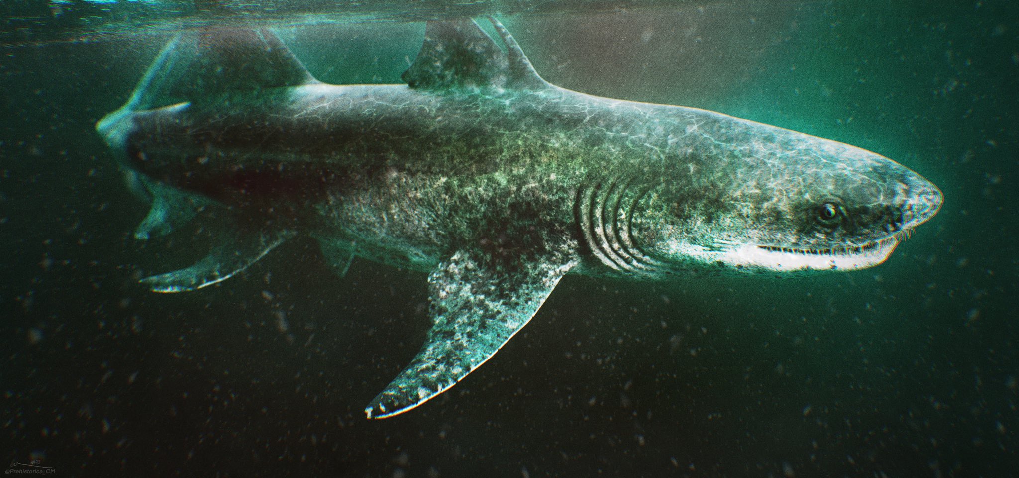 Carboniferous Period Sharks