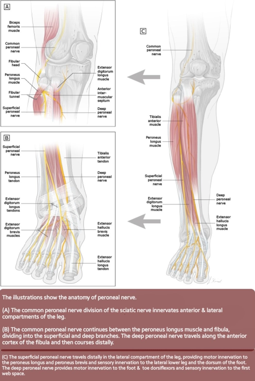 Common Fibular Nerve Branches