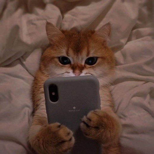 Cat Waiting Phone