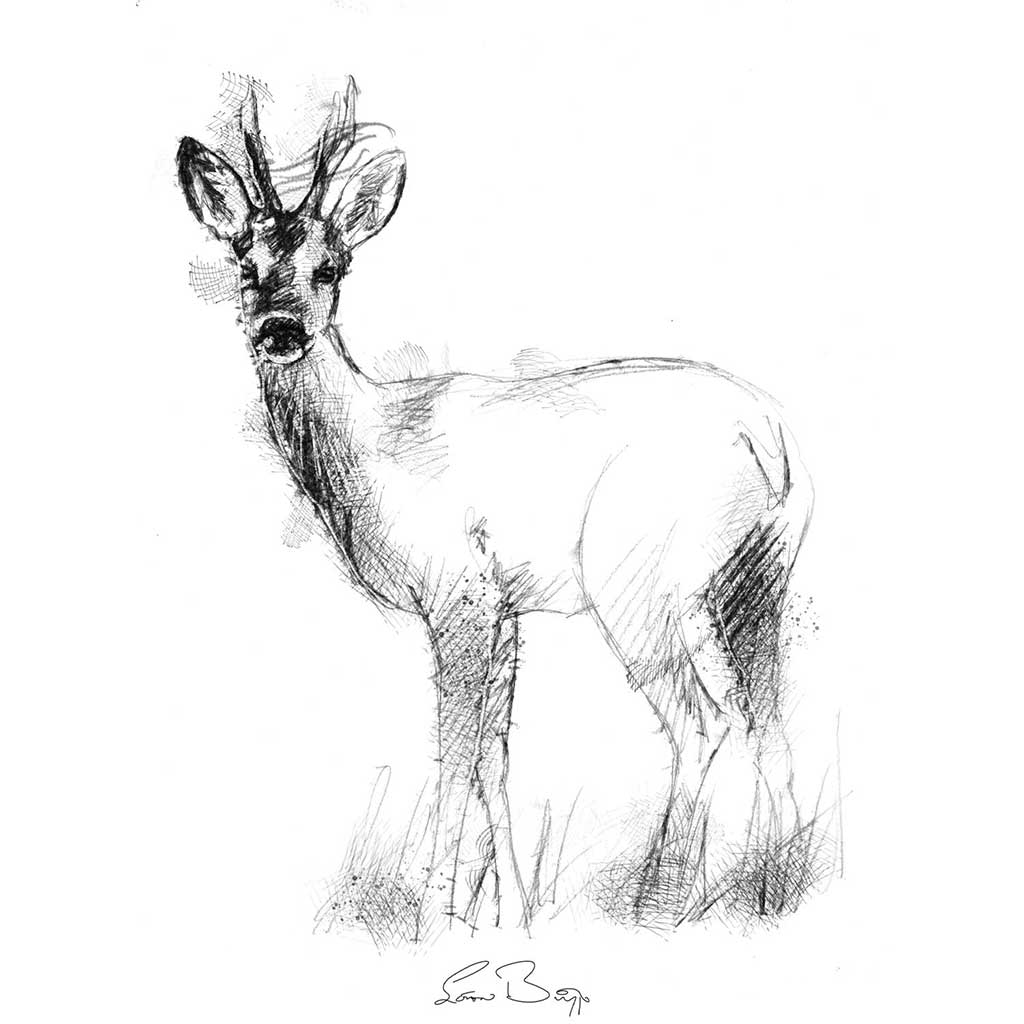 Doe Deer Drawing