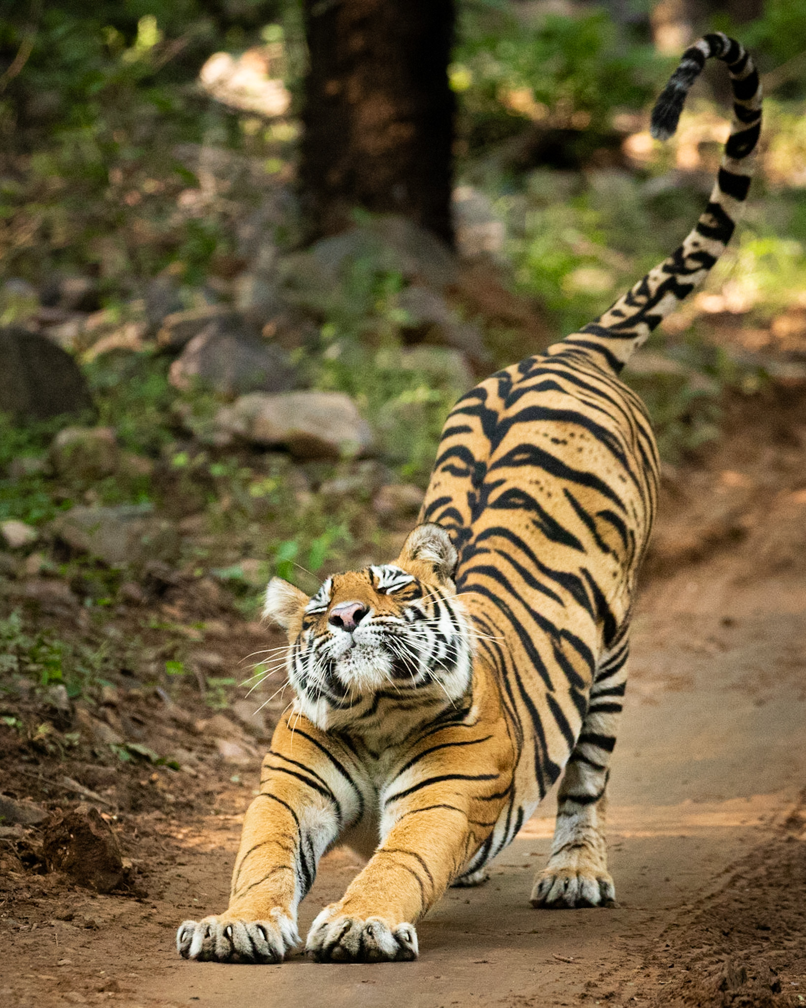 Worlds Largest Tiger