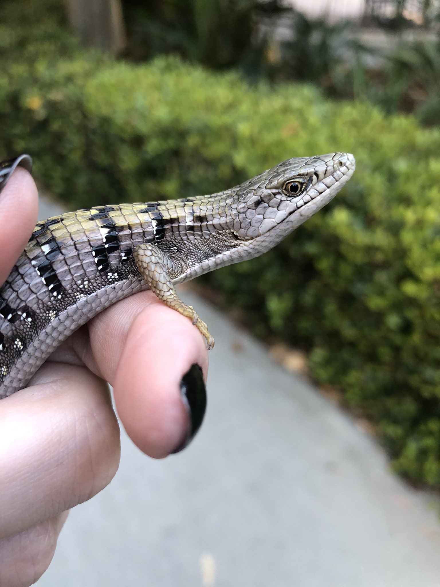 Baby Southern Alligator Lizard