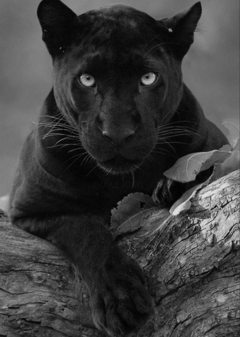 Vitalholis's Threads – Thread Reader App