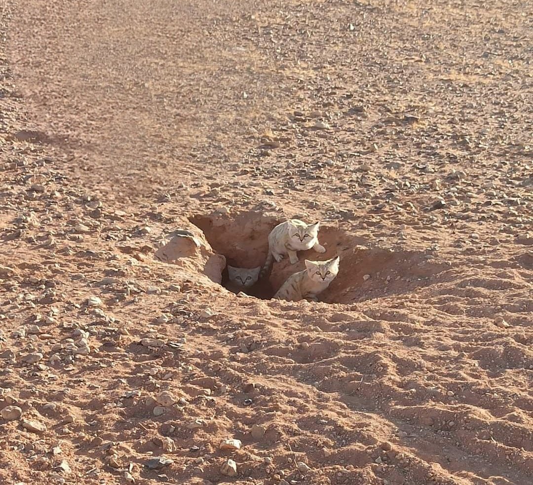 Syrian Desert Animals