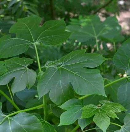 This is Iyana Ipaja Leaf, Great to make Vegetable as soup. It Improves ...
