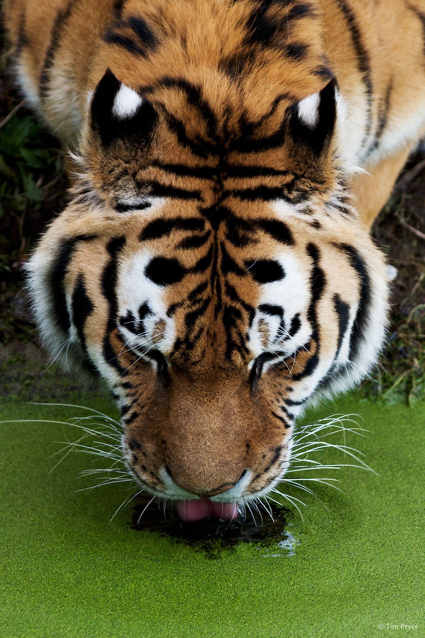 Bengal Tiger Body