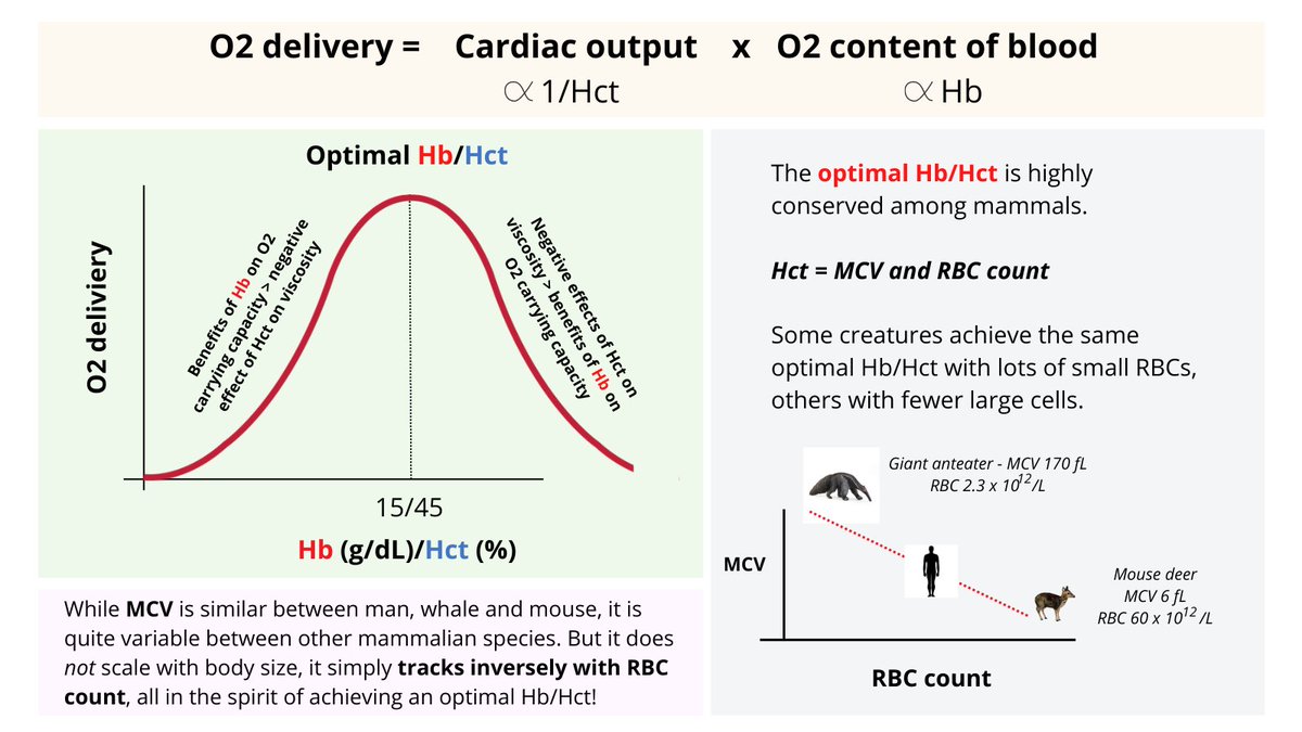 1/6 Hct or Hb? Don't be lazy, TAKE A SIDE! 😀 Consider: 1. O2 delivery ...