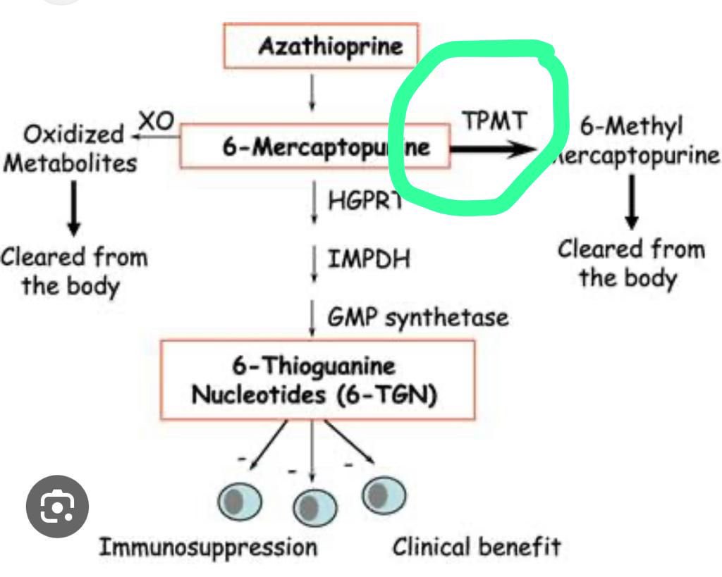 Azathioprine Mechanism Of Action