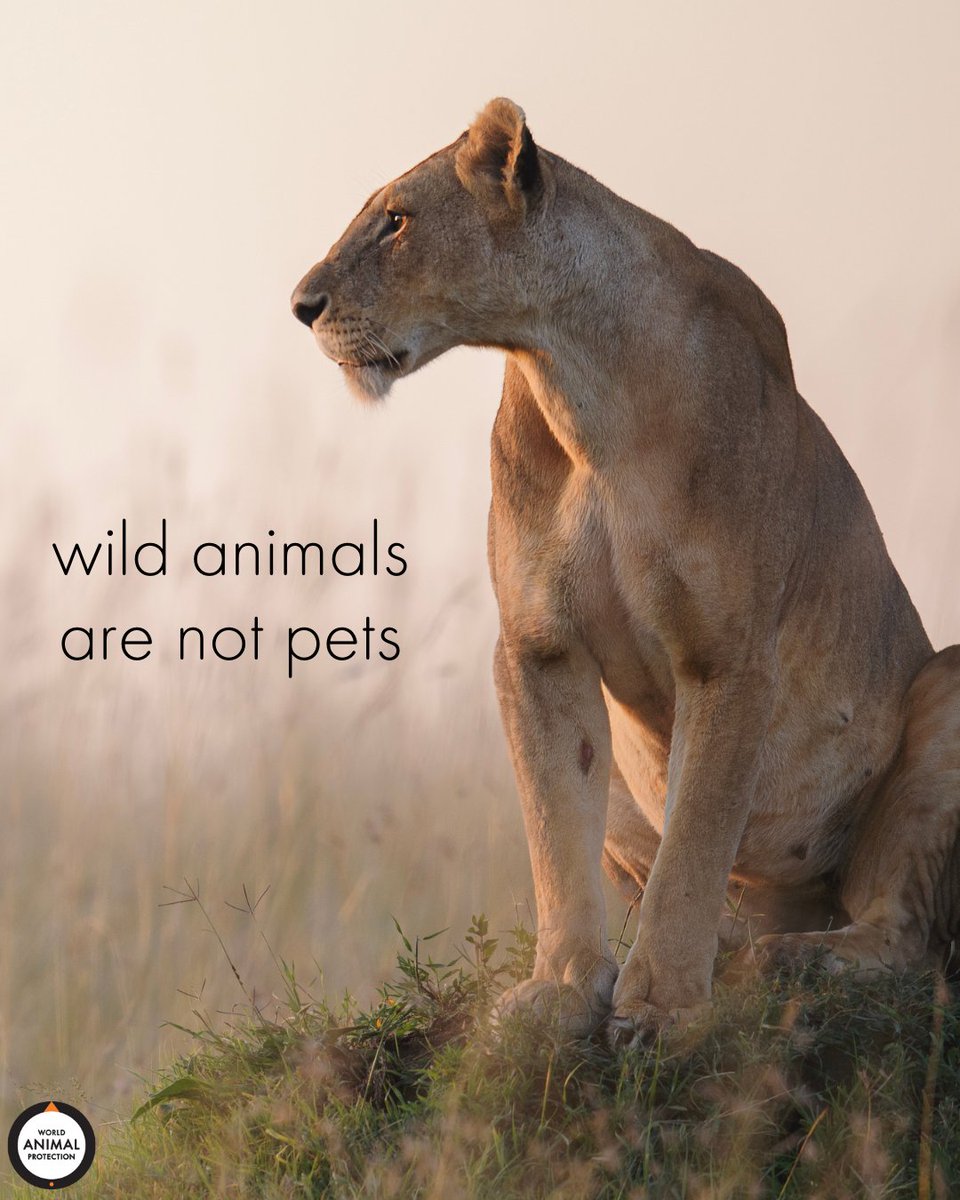 Wild Animals Quotes