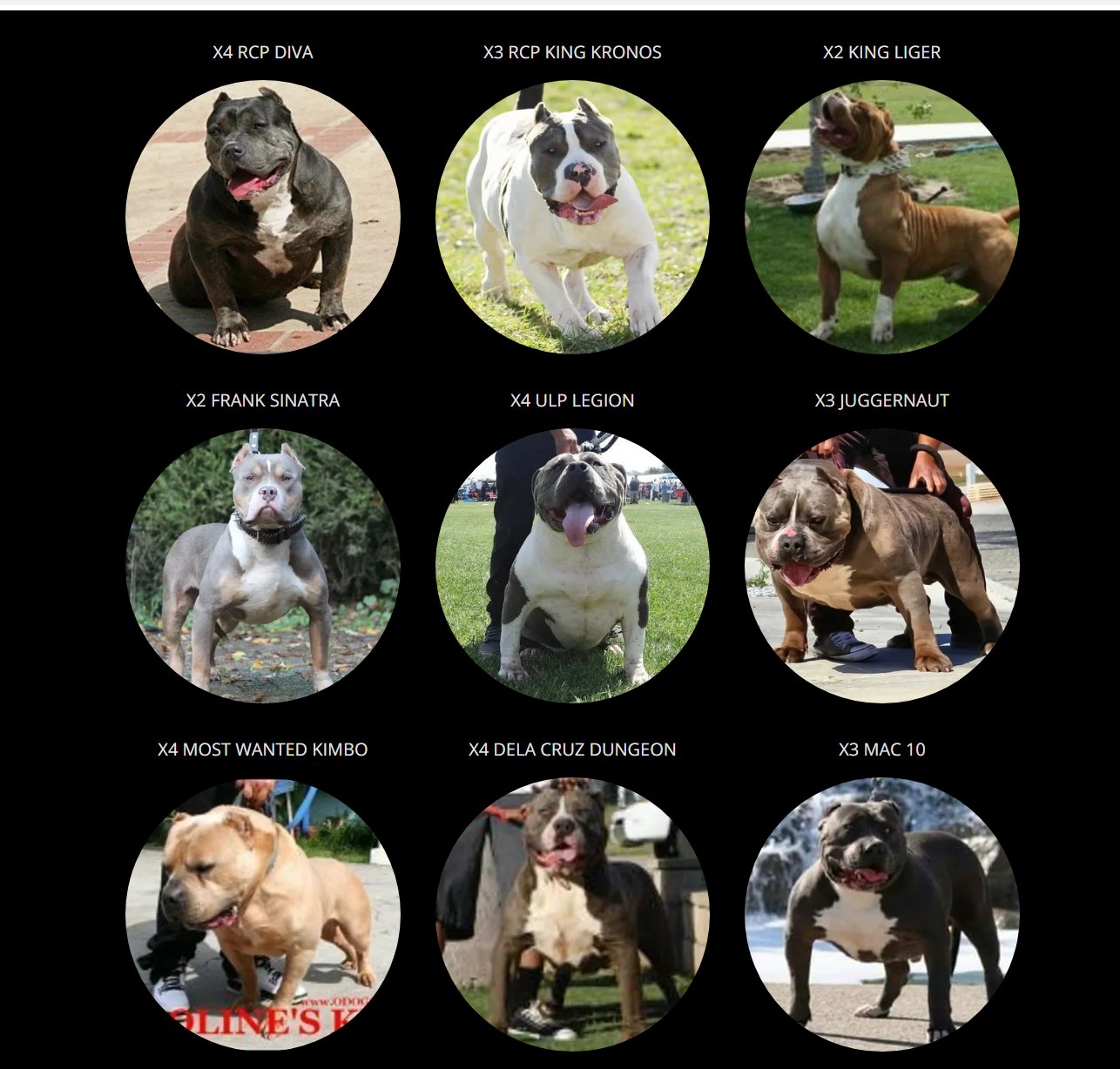 Pitbull Bloodline Chart