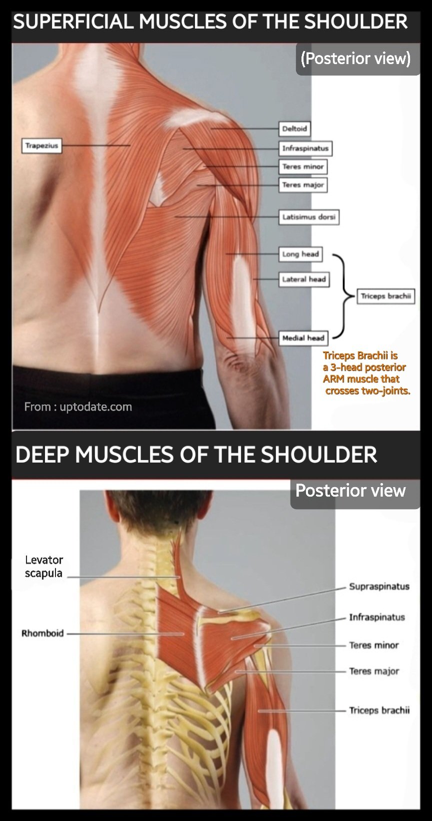 Shoulder Muscle Anatomy Posterior View