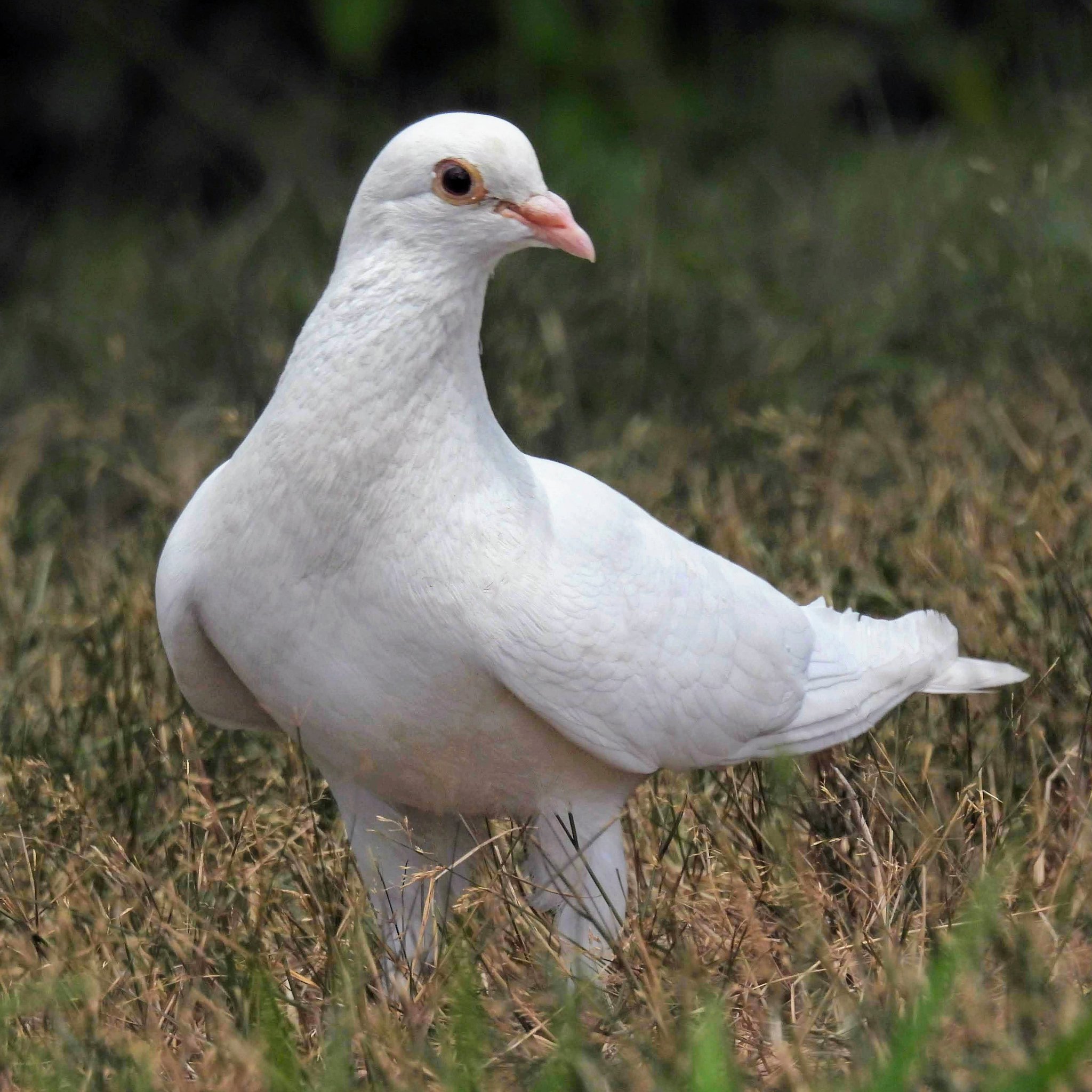 White Pigeon And Dove Eurasian Collared Dove Wikipedia
