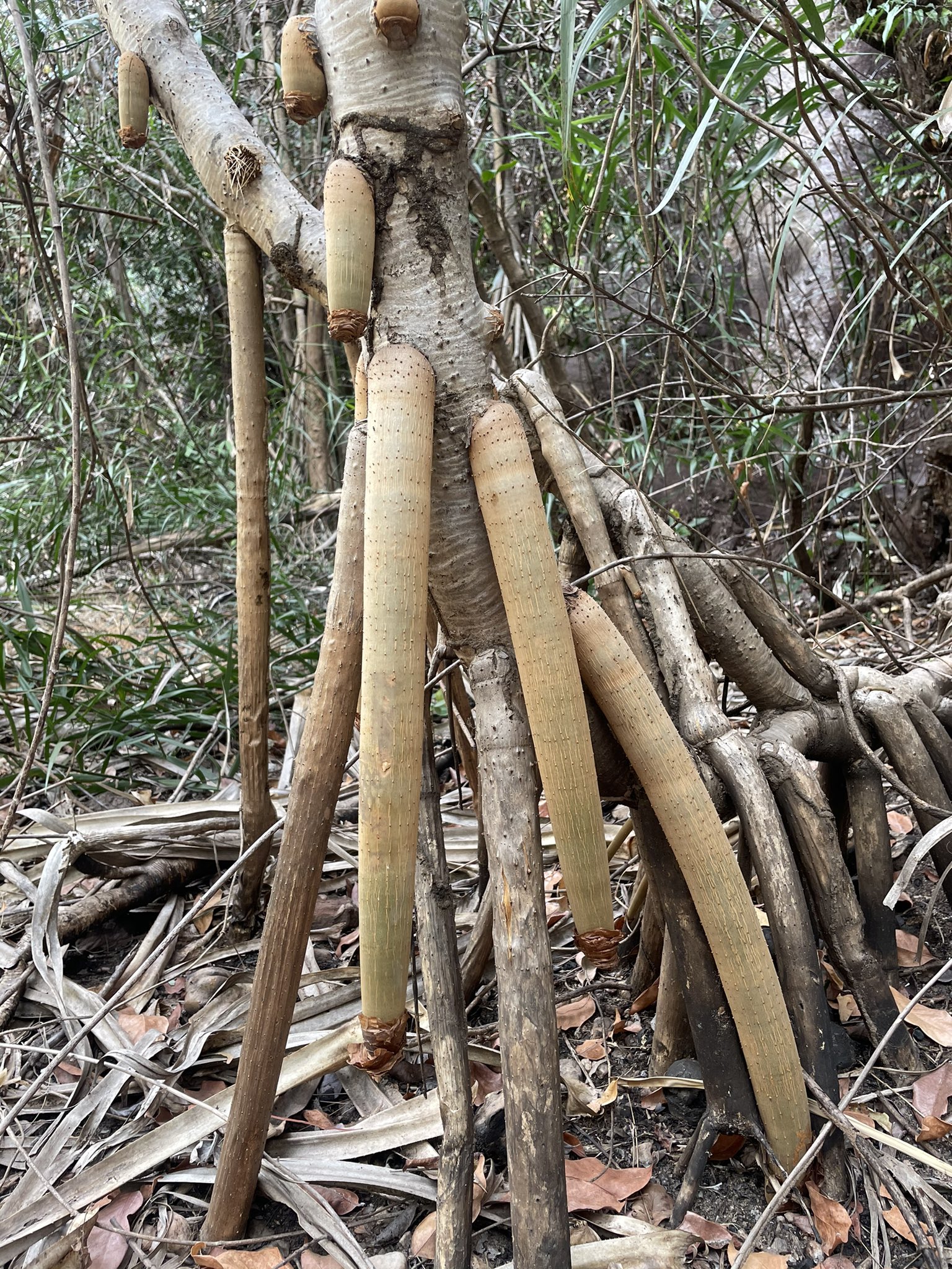 Stilt Roots Pandanus