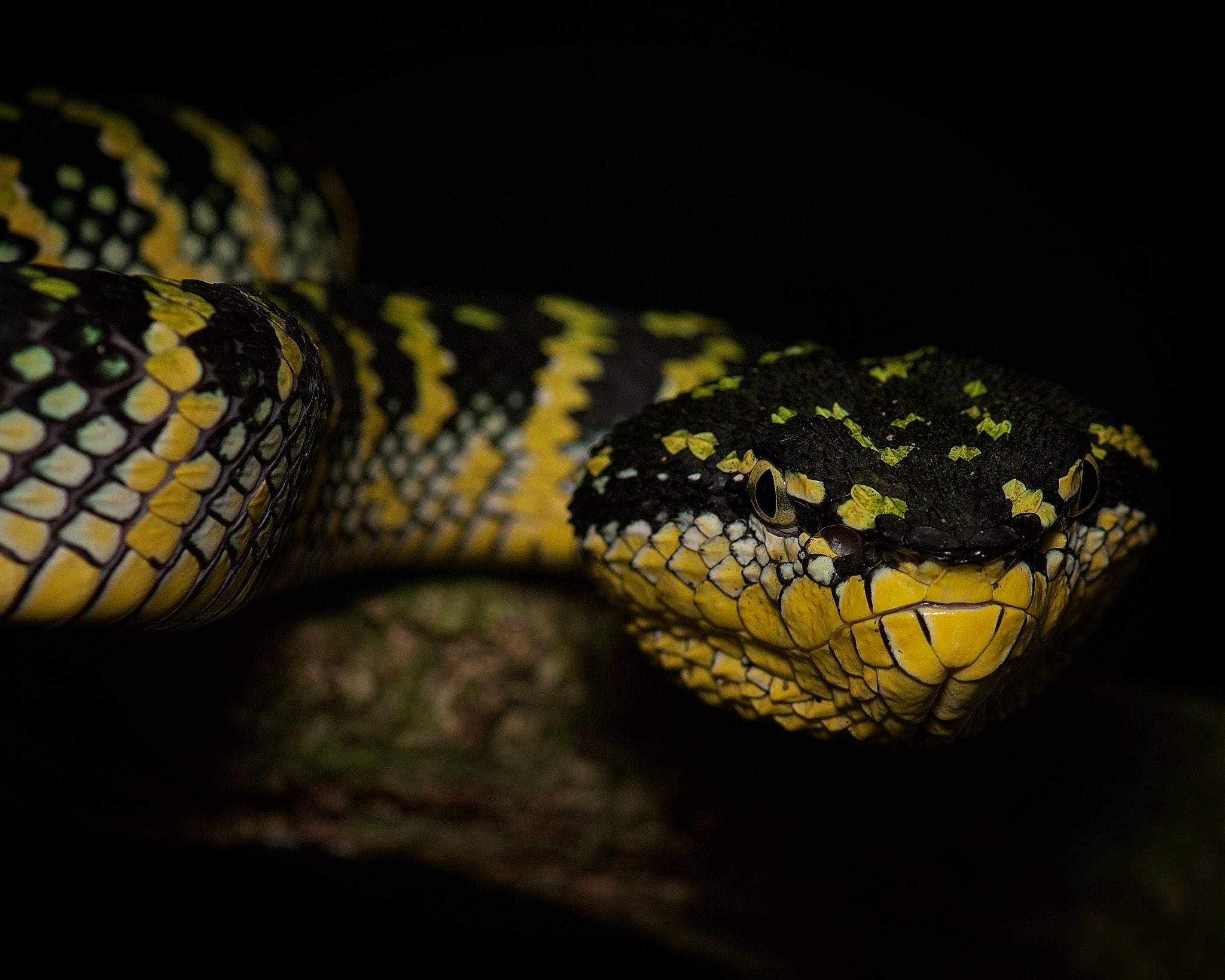 Blue Banded Coral Snake