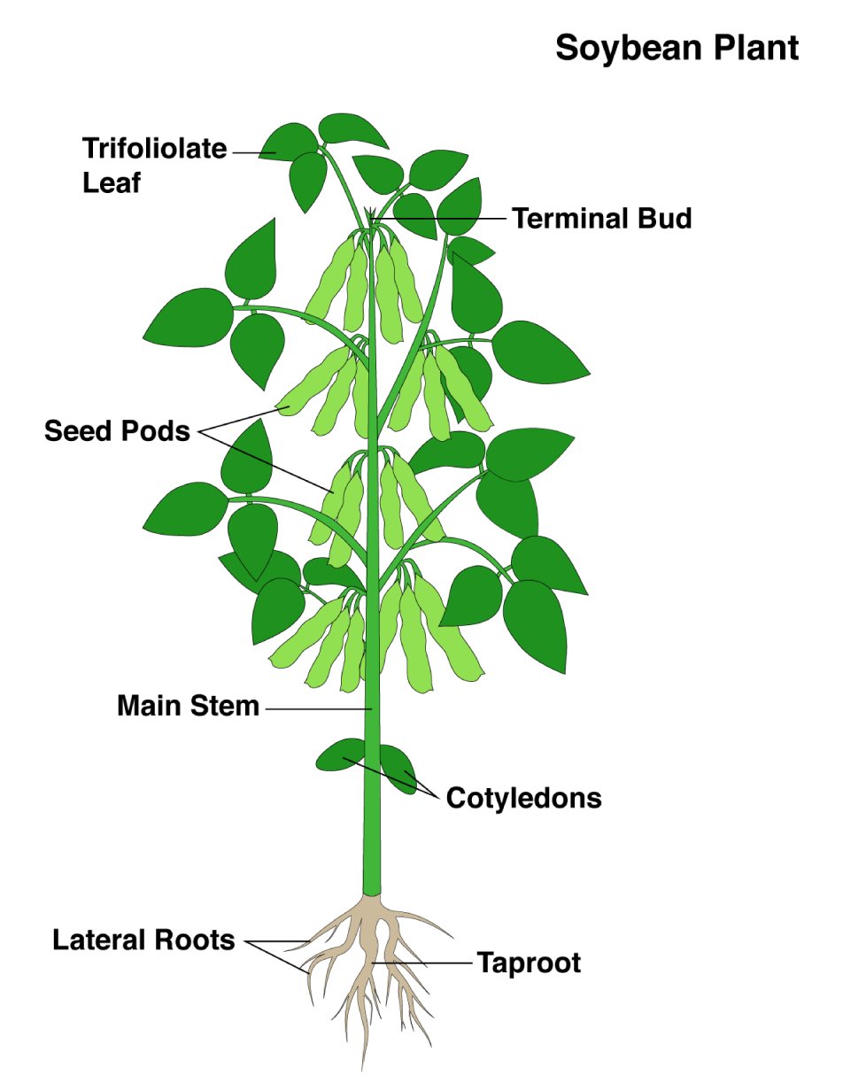 Soybean Plant Diagram