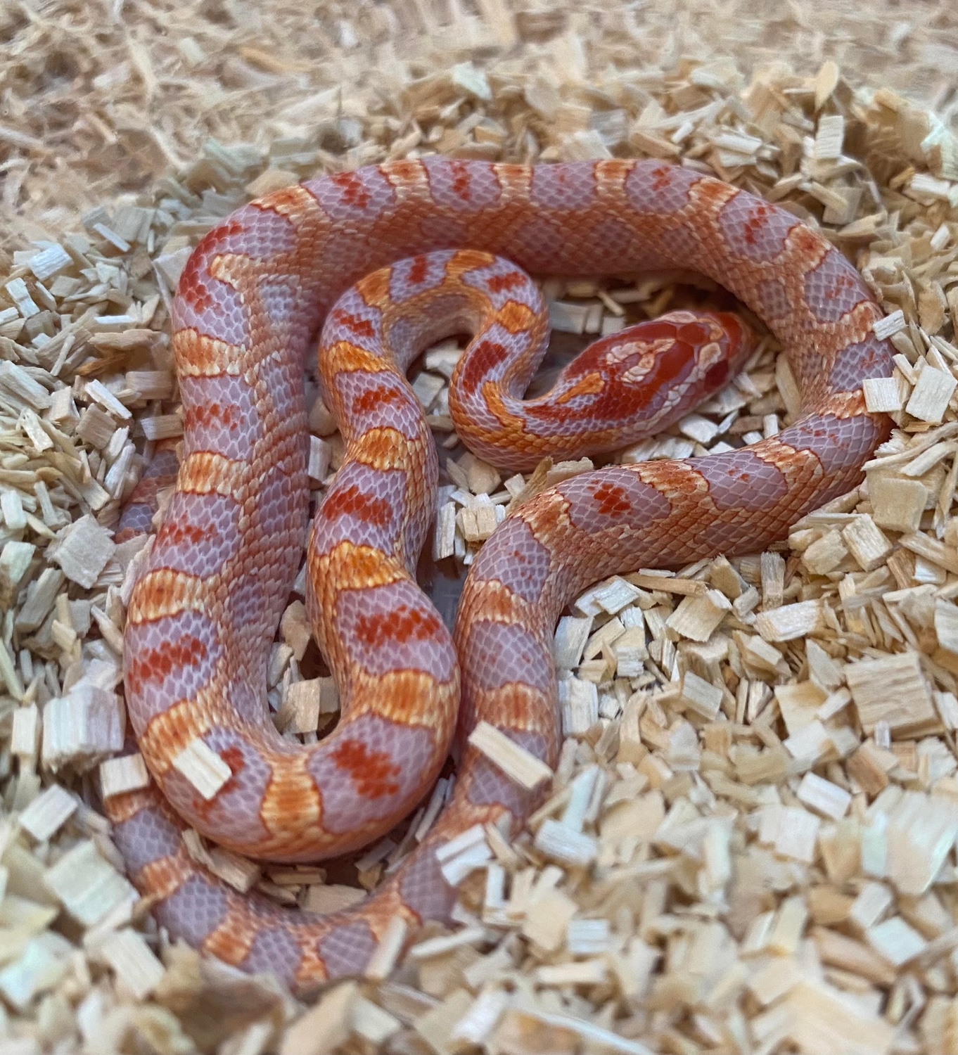 Reverse Okeetee Corn Snake