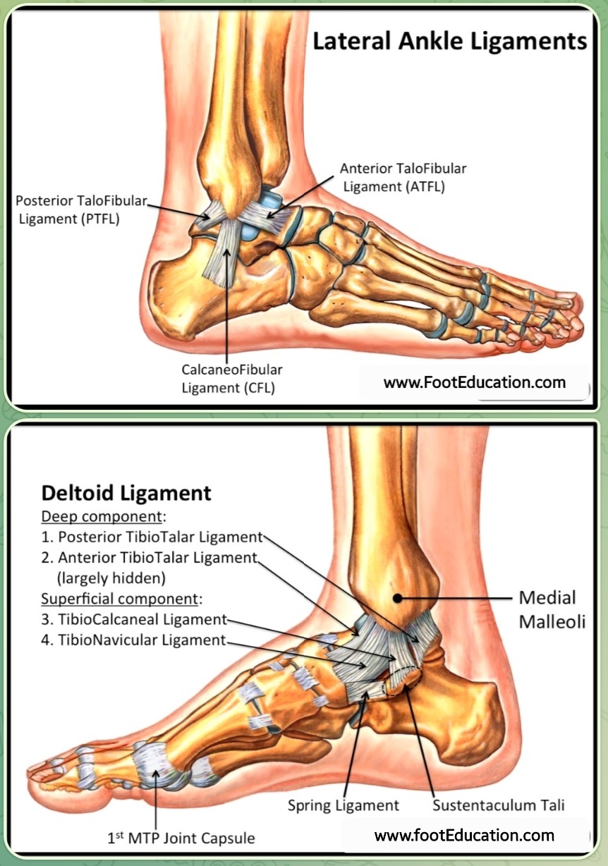 Medial Ankle Ligaments