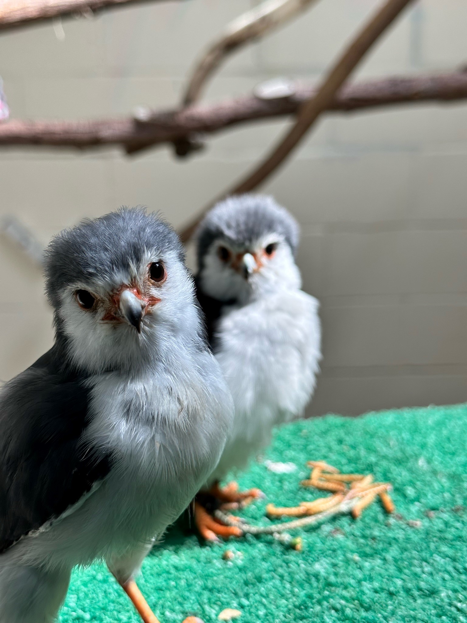 African Pygmy Falcon Baby