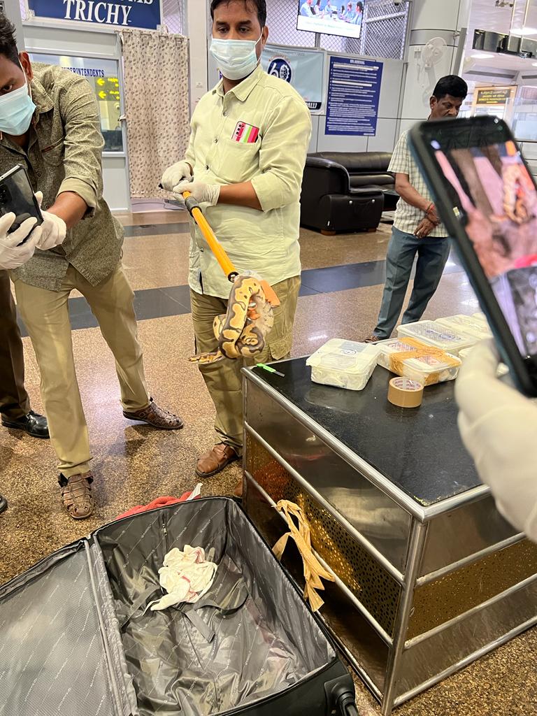 Snakes onboard - Customs officials in India's Tiruchirappalli ...