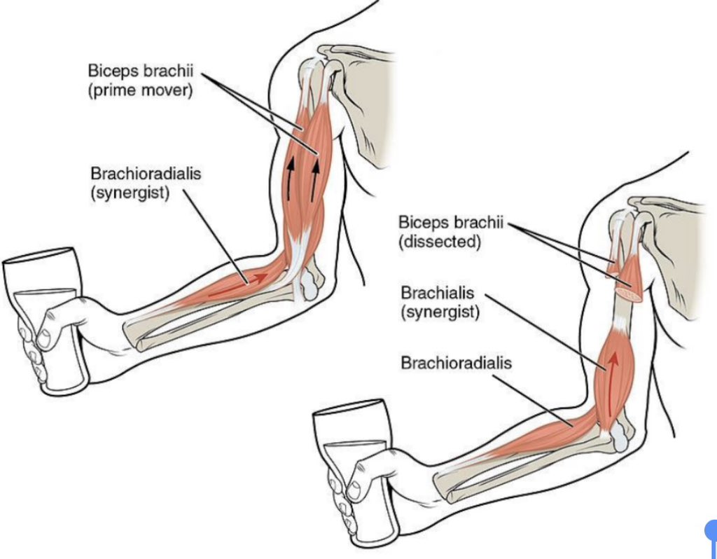 Brachialis And Brachioradialis Muscles Of The Arm – Meddists