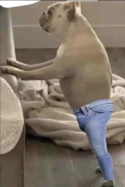 Memes Perro Parado Perro Divertido Parado En Un Campo De Tierra