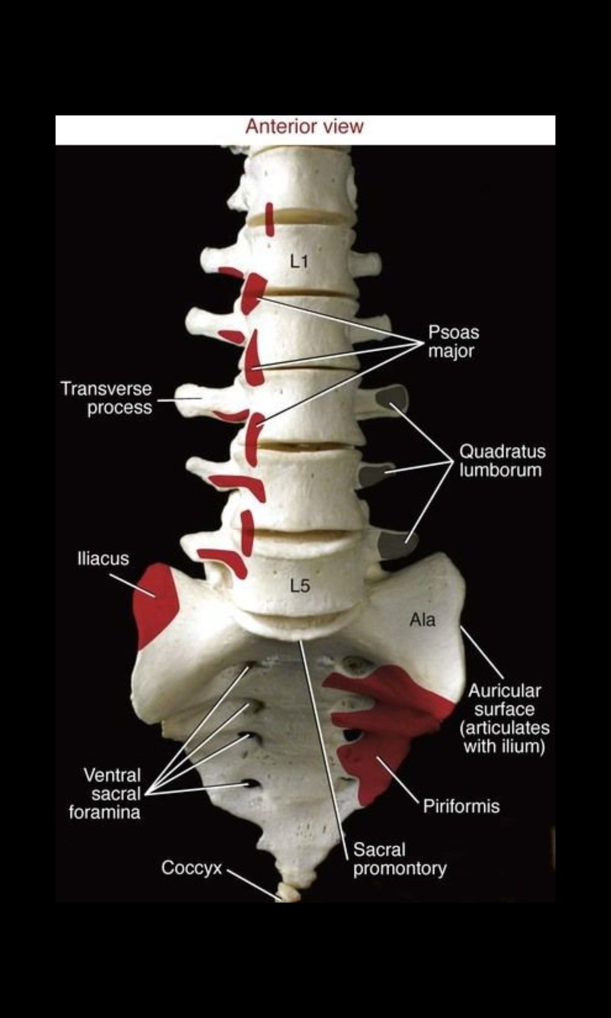 Quadratus Lumborum And Psoas Low Back Pain Treatments | Manchester