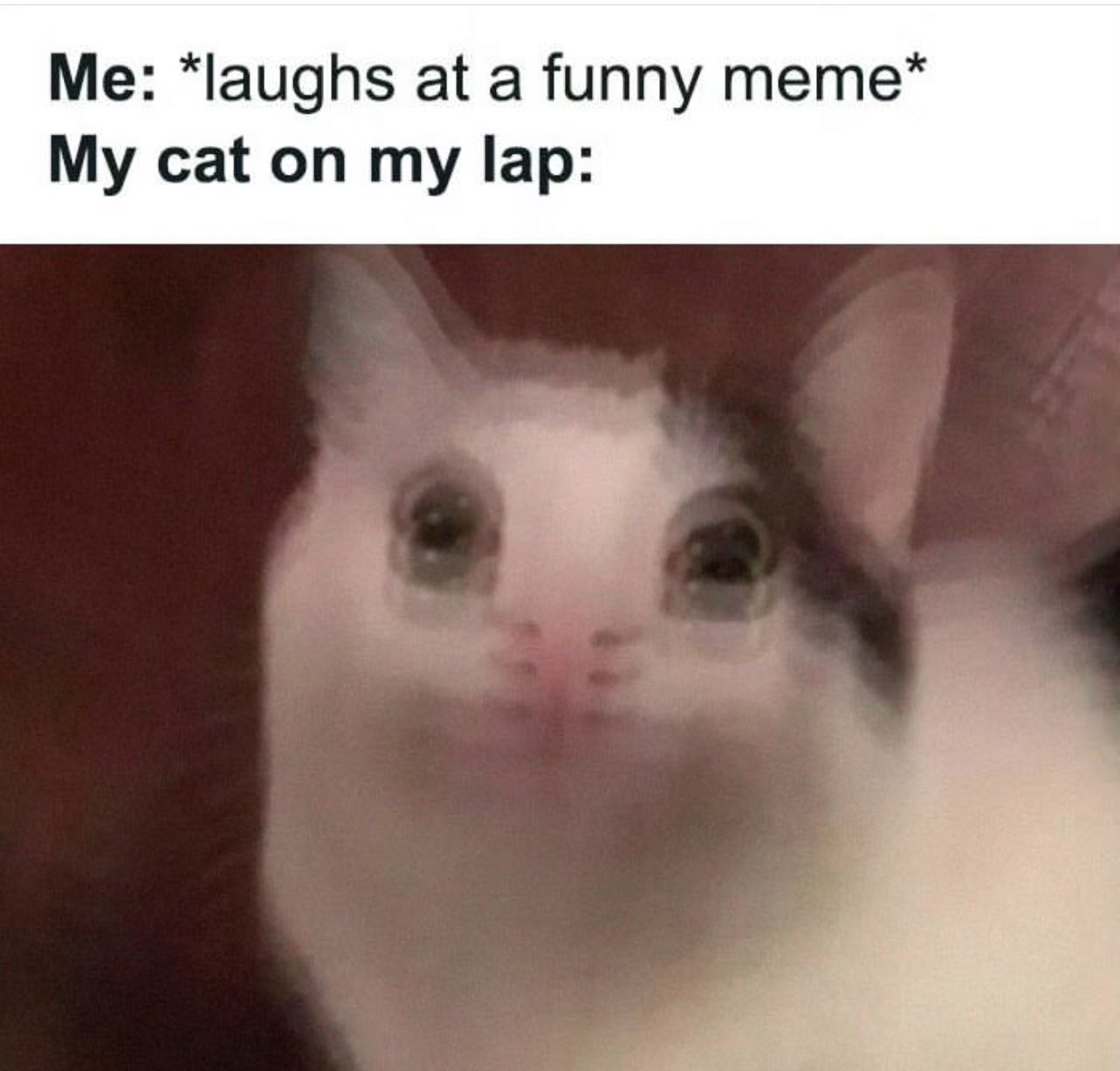 Fml Cat Meme
