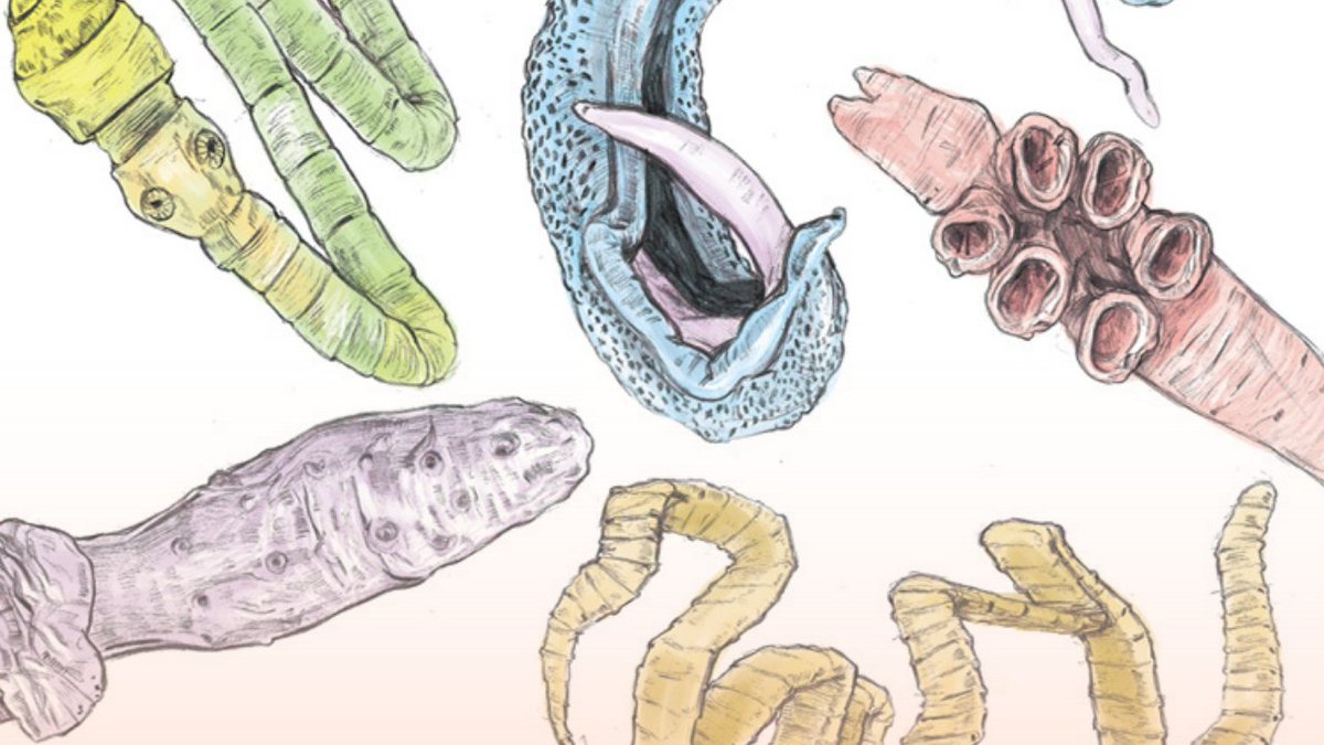 𝐖𝐇𝐀𝐓 𝐈𝐅 Internal Parasites Are Silently 𝐇𝐀𝐑𝐌𝐈𝐍𝐆 Your Body? Parasites ...