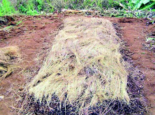 FARM LESSON: NURSERY BED (Definition, Preparation, Sowing, Maintenance ...