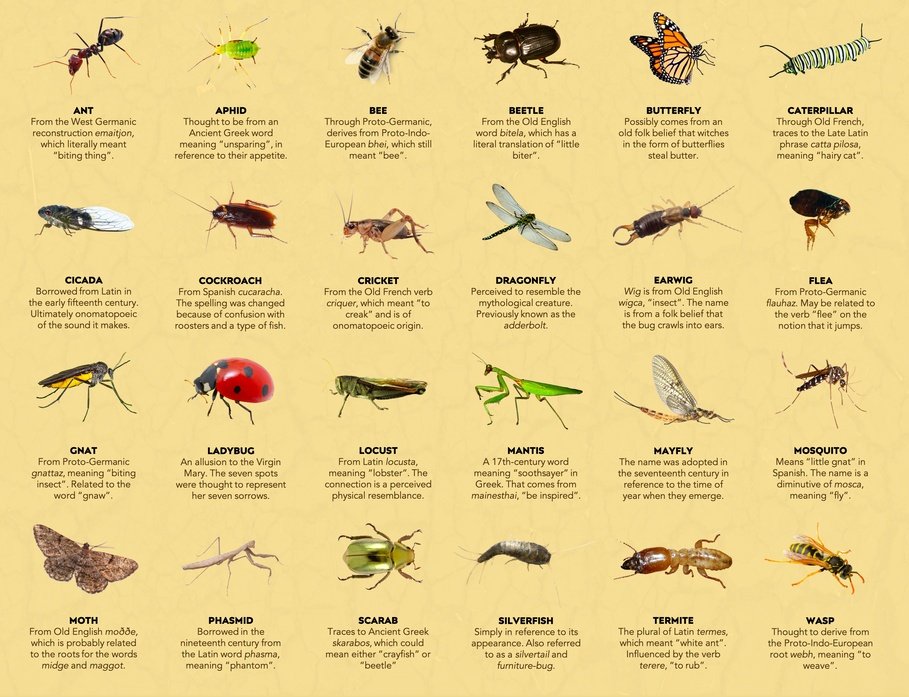 INSECTS IN ENGLISH AND ISIZULU: . Ant (iTsheketshe) . Aphid (iNtwala ...