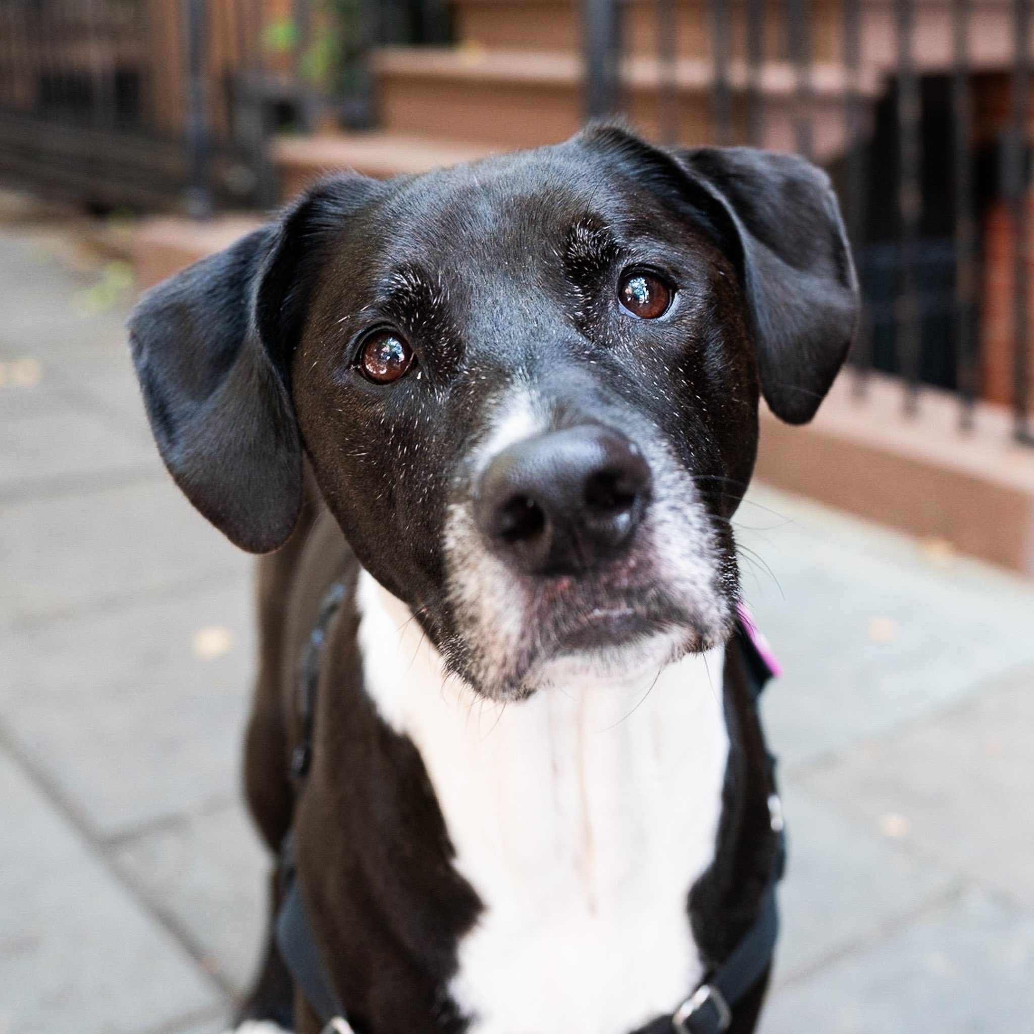 White Whippet Lab Mix