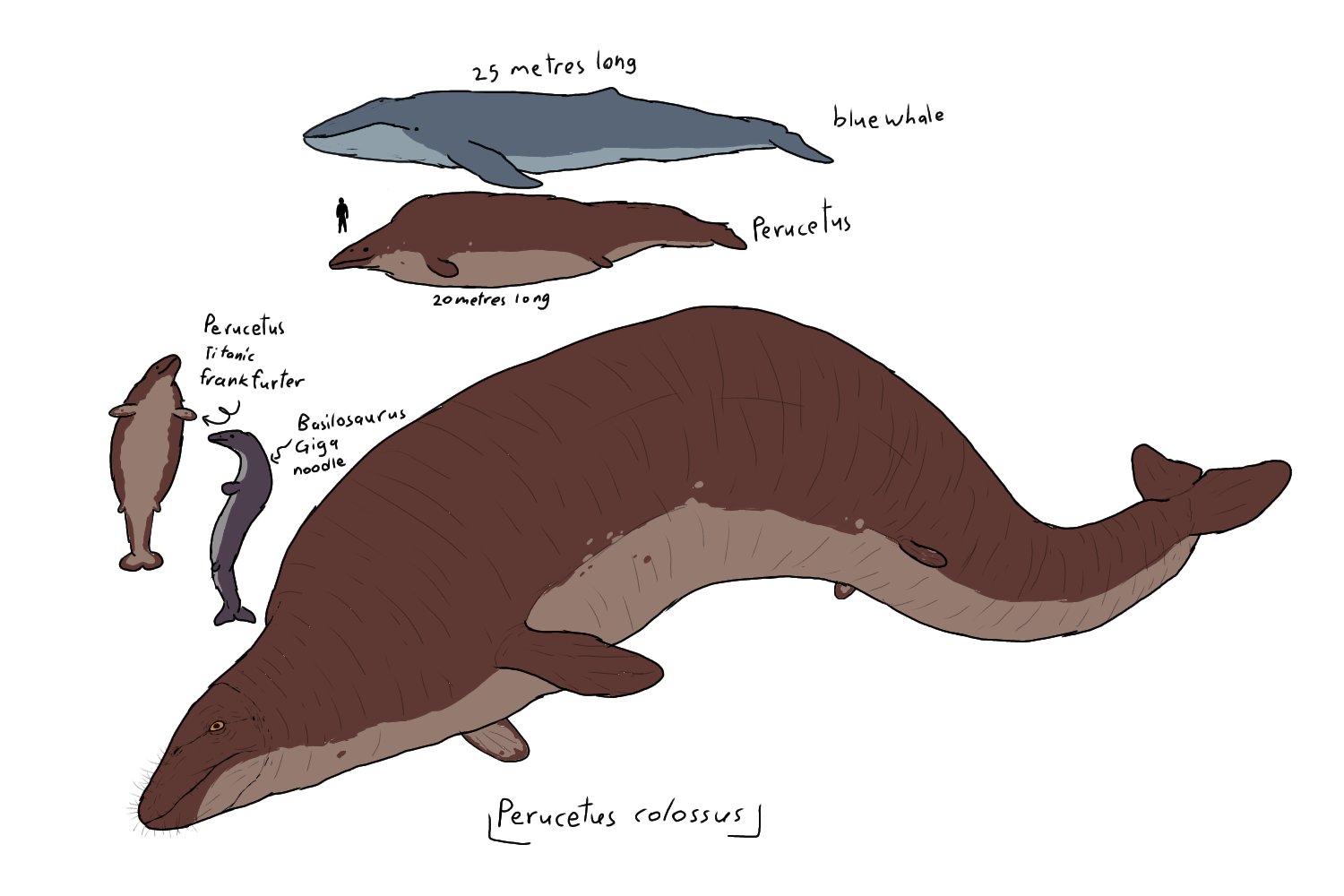Basilosaurus Size Comparison Micronesia 1024 1025, MNH, Dolphins,
