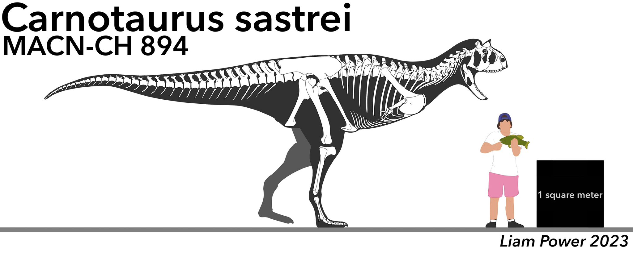 Carnotaurus Skeleton